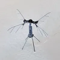 Image of the Day: Bee Bot | The Scientist