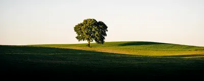 Earth Has Room For 1 Trillion More Trees | The Scientist