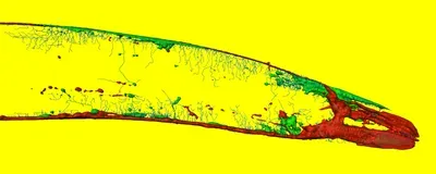 Biologists Create New Maps of Caenorhabditis elegans Neurons | The ...