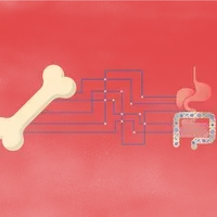 Bone and the Microbiome Have a Brittle Relationship | The Scientist