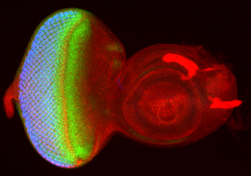 Image of the Day: Fly Eye | The Scientist