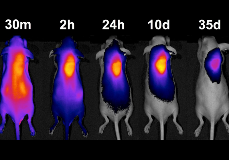 Image of the Day: Right on Target | The Scientist