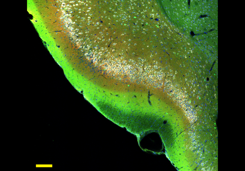 Image of the Day: Smell Circuits | The Scientist