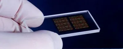 Accuracy of Genotyping Chips Called into Question | The Scientist