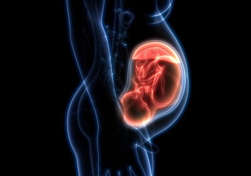 Placental Microbiome’s Existence Challenged | The Scientist