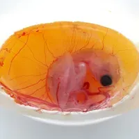 Turtle Embryos May Have a Say in Deciding Their Sex | The Scientist