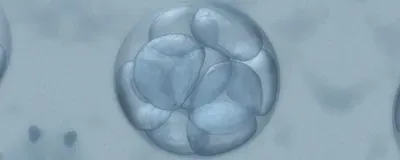 First Human–Monkey Chimeras Developed in China | The Scientist