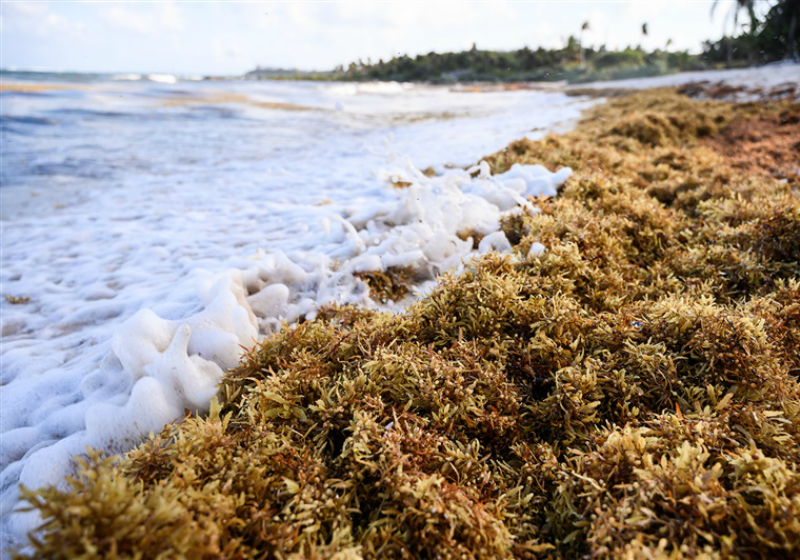 Attack of the Seaweed | The Scientist