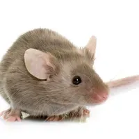 Mouse Genetics Shape the Gut Microbiome More than Their Environment ...