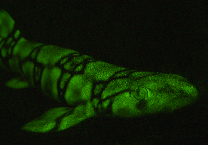Image of the Day: Fluorescent Sharks | The Scientist