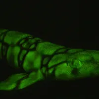 Image of the Day: Fluorescent Sharks | The Scientist