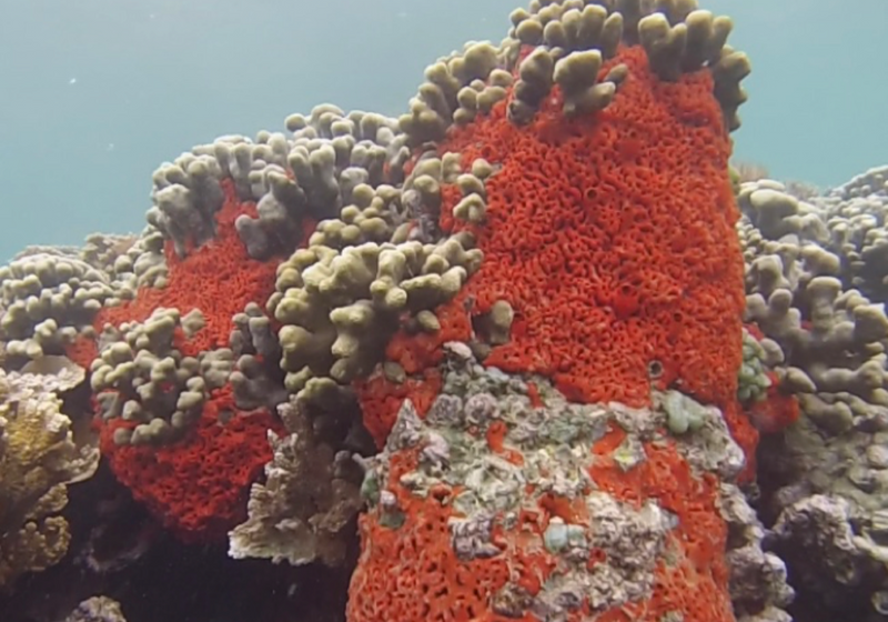 Image of the Day: Cooperative Sponges | The Scientist