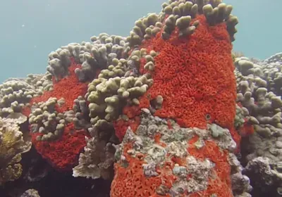 Image of the Day: Cooperative Sponges | The Scientist