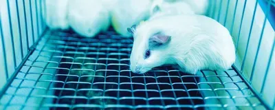 Fixing the Flaws in Animal Research | The Scientist