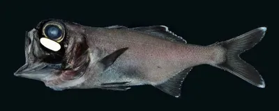 Image of the Day: Flashlight Fish | The Scientist