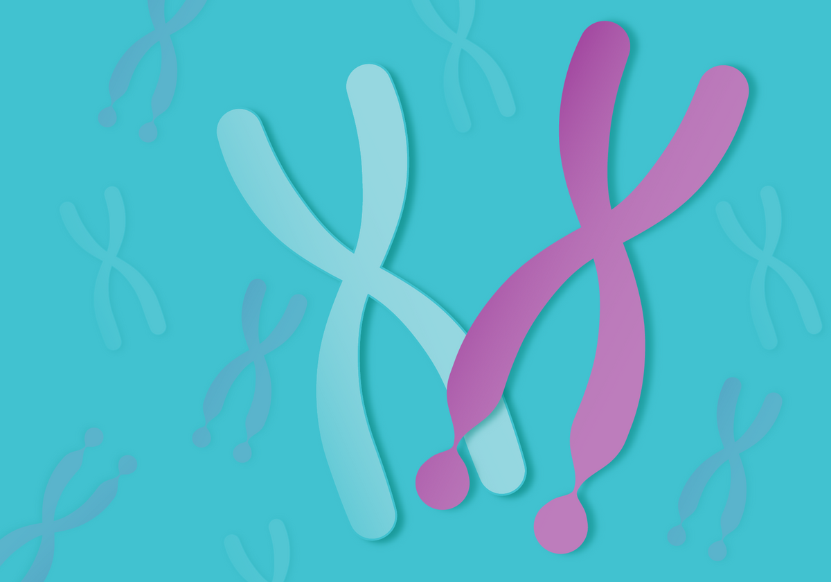 Fragile X Syndrome Chromosome