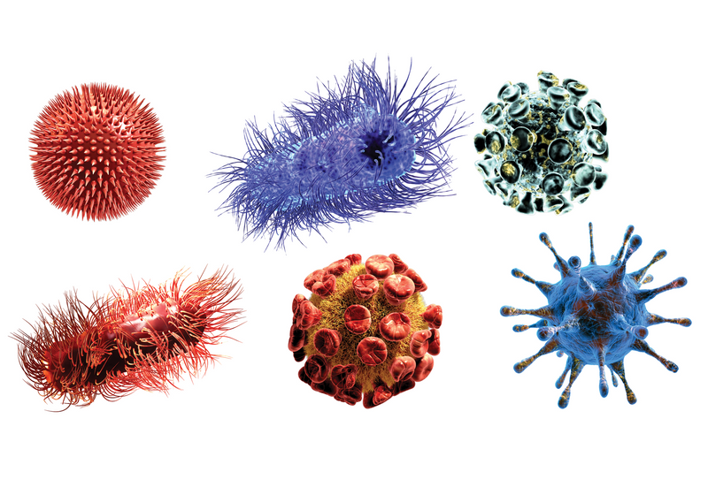 Researchers Discover New Family of Viruses | The Scientist