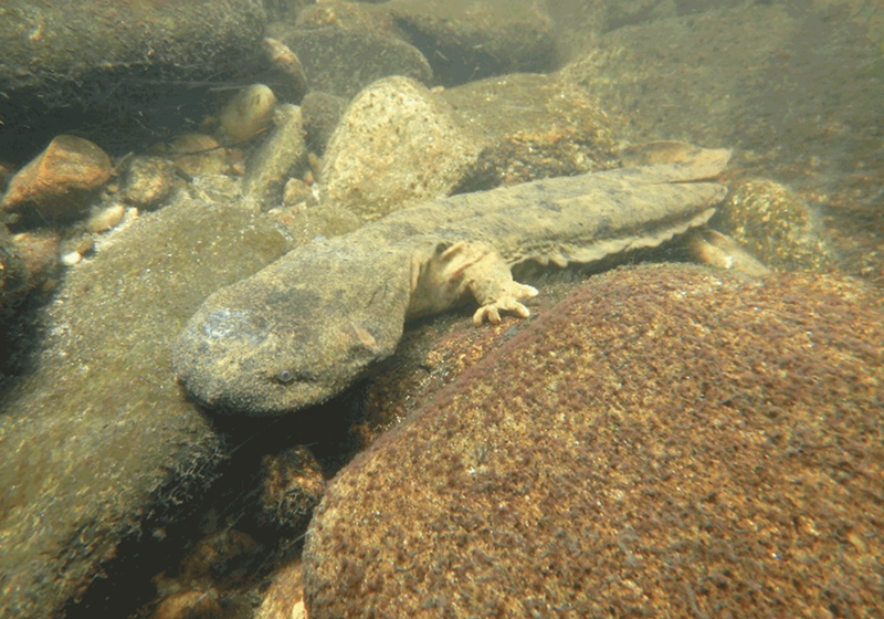 Saving the Hellbender, a Giant Salamander Under Threat | The Scientist