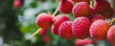 Mysterious Illness Linked to Lychees Kills Children in India | The ...