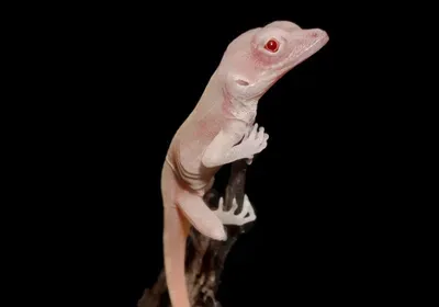 Image of the Day: Gene-Edited Reptiles | The Scientist