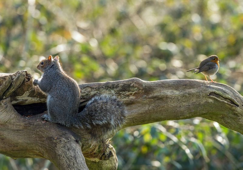 Squirrels Listen to Birdsong for Safety Cues | The Scientist
