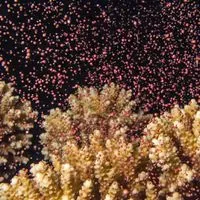 Image of the Day: Synchronous Spawning | The Scientist