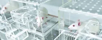 EPA Aims to Drastically Reduce Animal Testing | The Scientist