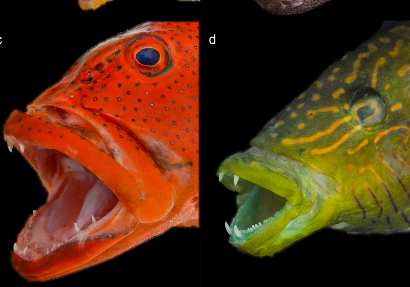 Image of the Day: Fish that Eat Fish | The Scientist