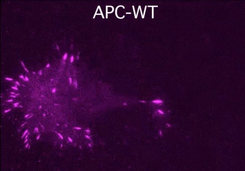 Image of the Day: Actin Assembly | The Scientist