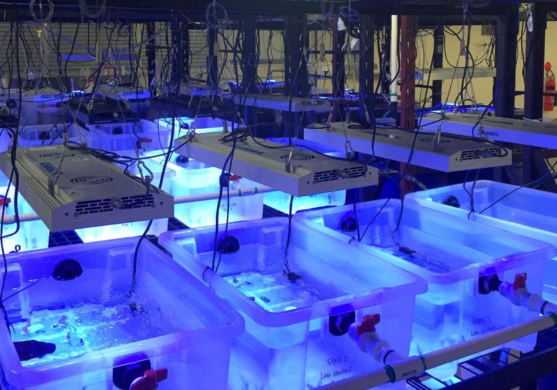 Image of the Day: Stress-Resistant Corals | The Scientist