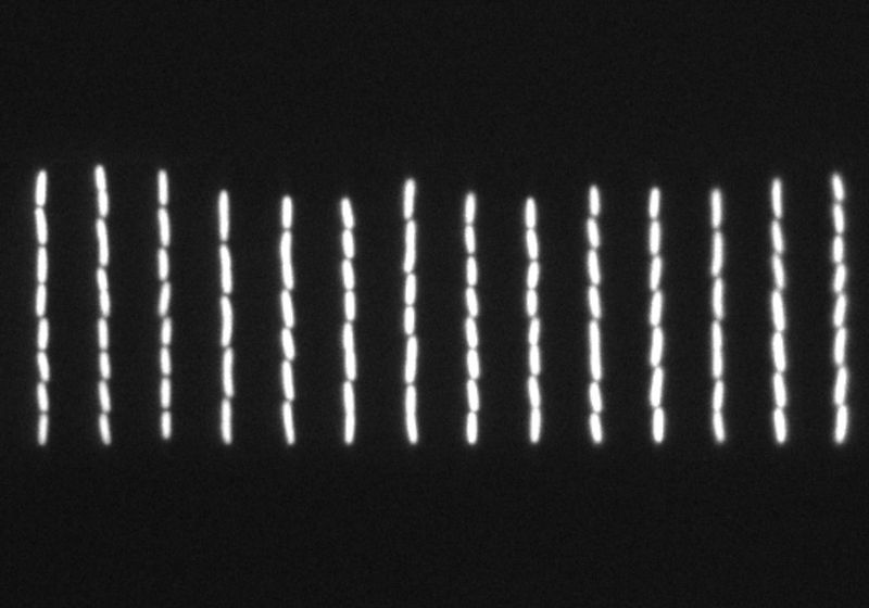 Image of the Day: Mother Machine | The Scientist