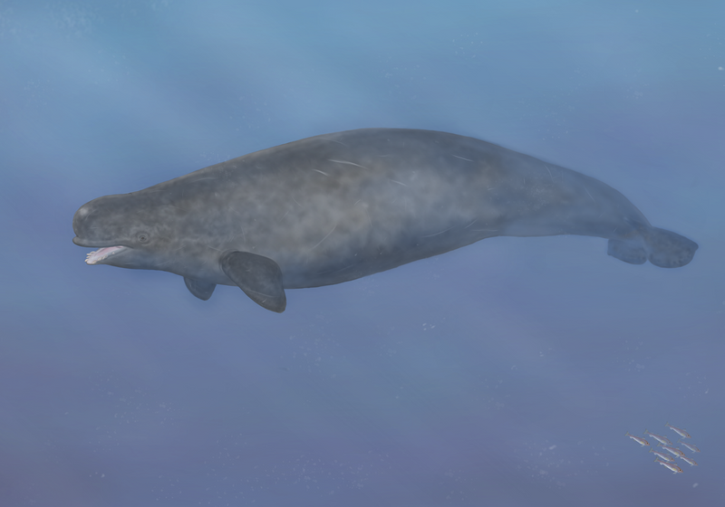 The Narluga: New Insights from Old Bones | The Scientist