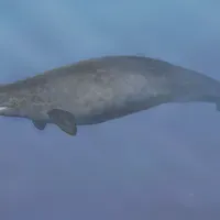 Narwhal | The Scientist