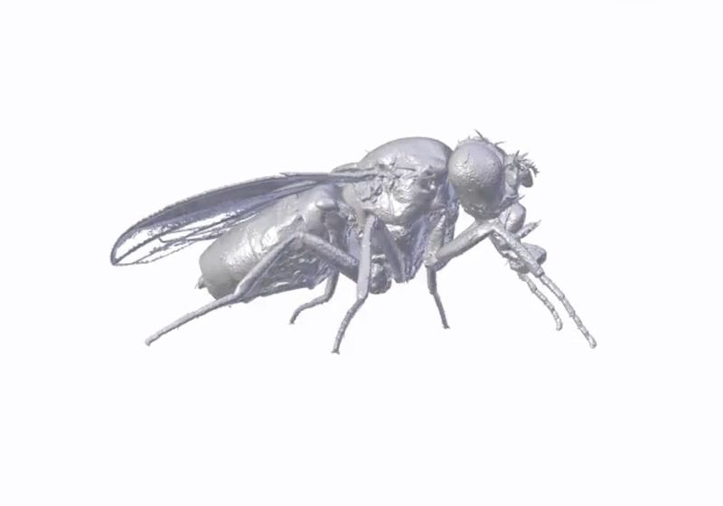 Image of the Day: Fly Reconstruction | The Scientist