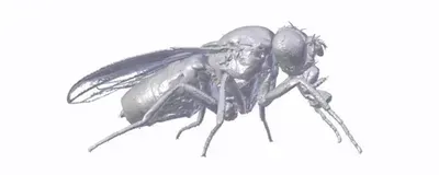 Image of the Day: Fly Reconstruction | The Scientist