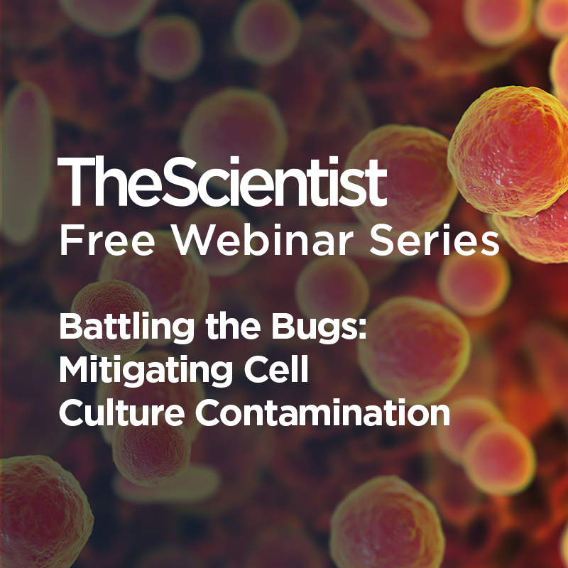 Battling the Bugs: Mitigating Cell Culture Contamination | The Scientist