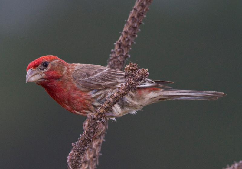 Image of the Day: Red-Feathered Finches | The Scientist