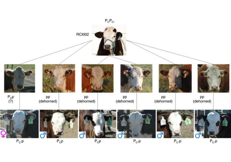 Genome-Edited Hornless Cows’ Offspring Are Healthy: Study | The Scientist