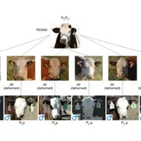 Genome-Edited Hornless Cows’ Offspring Are Healthy: Study | The Scientist