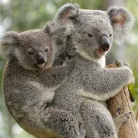 Koala Immune Response to Genome-Inserting Retroviruses Identified | The ...