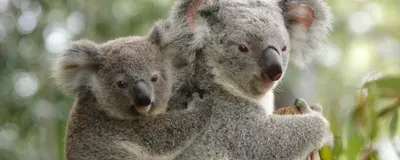 Koala Immune Response to Genome-Inserting Retroviruses Identified | The ...