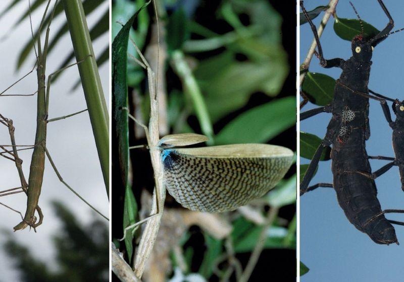 Image of the Day: Stick and Leaf Insects | The Scientist