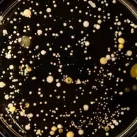 Bacterial Flora | The Scientist