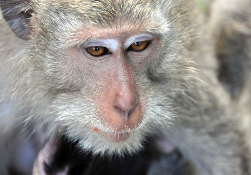 German Lab Faces Criminal Charges After Undercover Investigation | The ...