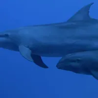 Dolphins | The Scientist