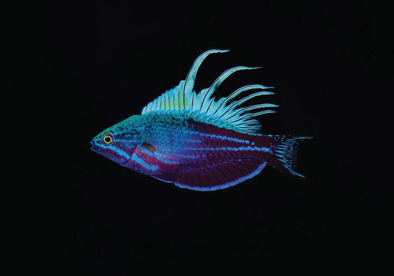 How Underwater Photography Propels Marine Biology | The Scientist