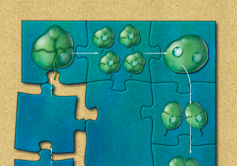Infographic: Red Tides Still Hold Tantalizing Mysteries | The Scientist