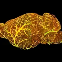 Image of the Day: DISCO Tissue Clearing | The Scientist