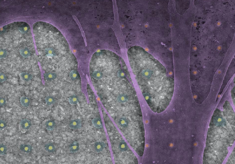 Image of the Day: Nanoscale Optical Probes | The Scientist