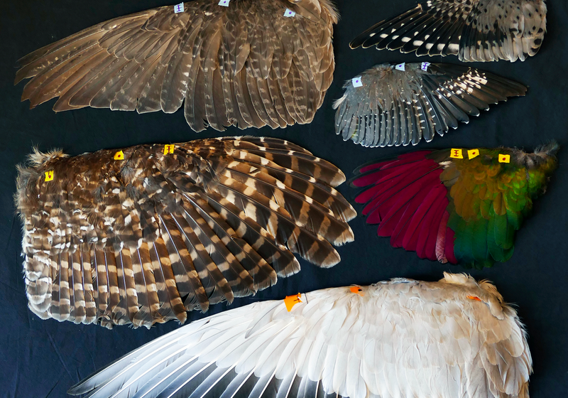 Image of the Day: Flight Styles | The Scientist